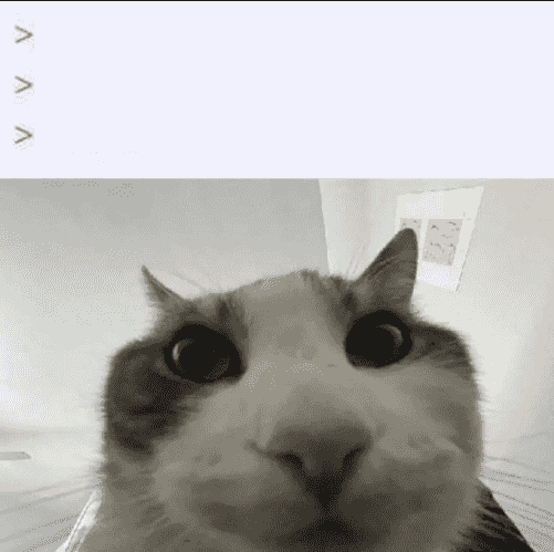 Cat Looks Inside Sybau Meme Generator - Create Viral Cat Looks Inside ...